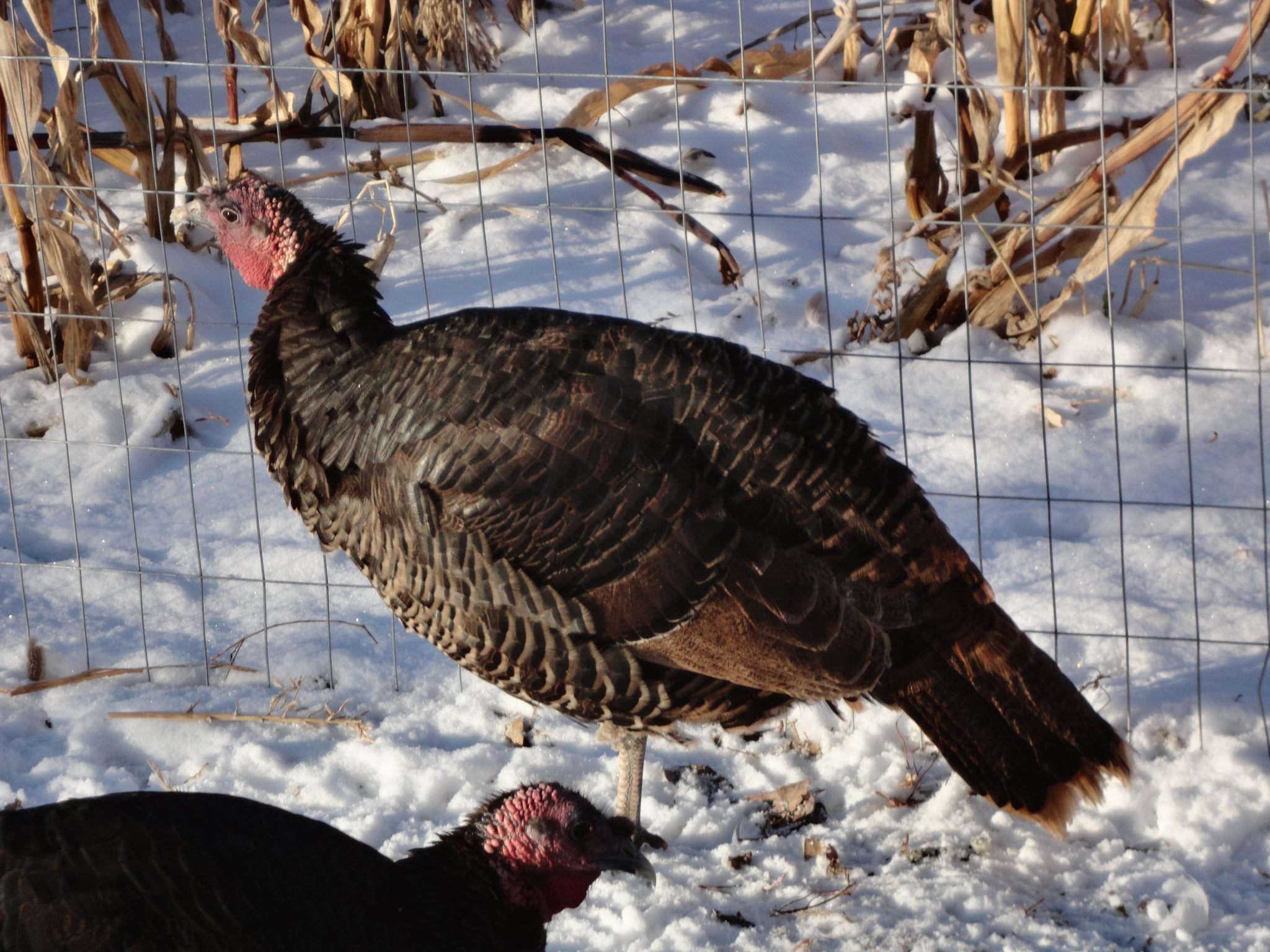 Raising Heritage Turkey Breeds - Backyard Poultry